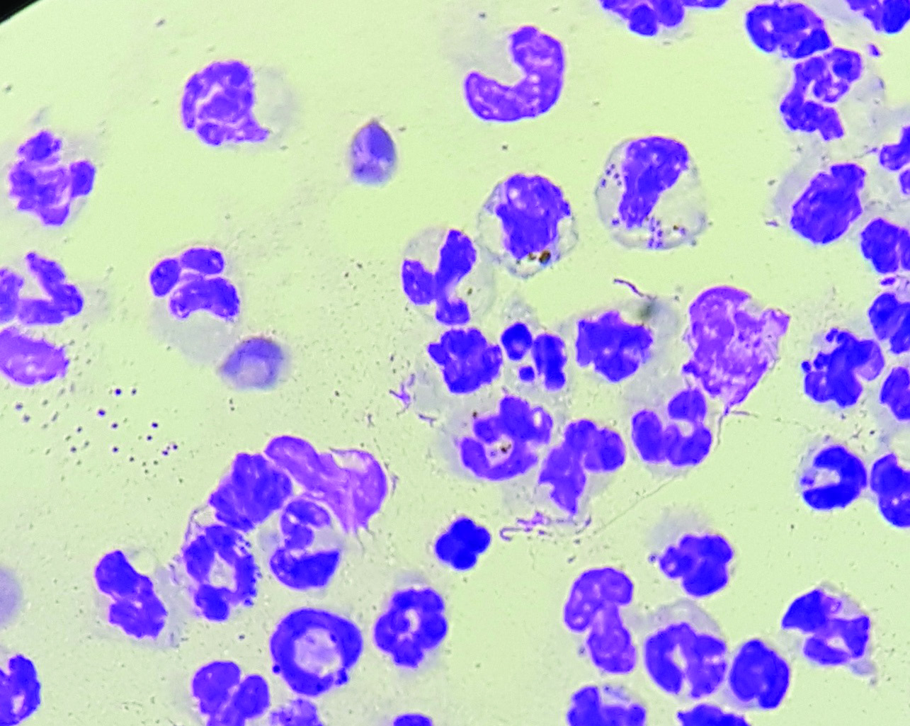 Superficial Pyoderma in Dogs: Clinical Overview & Diagnosis