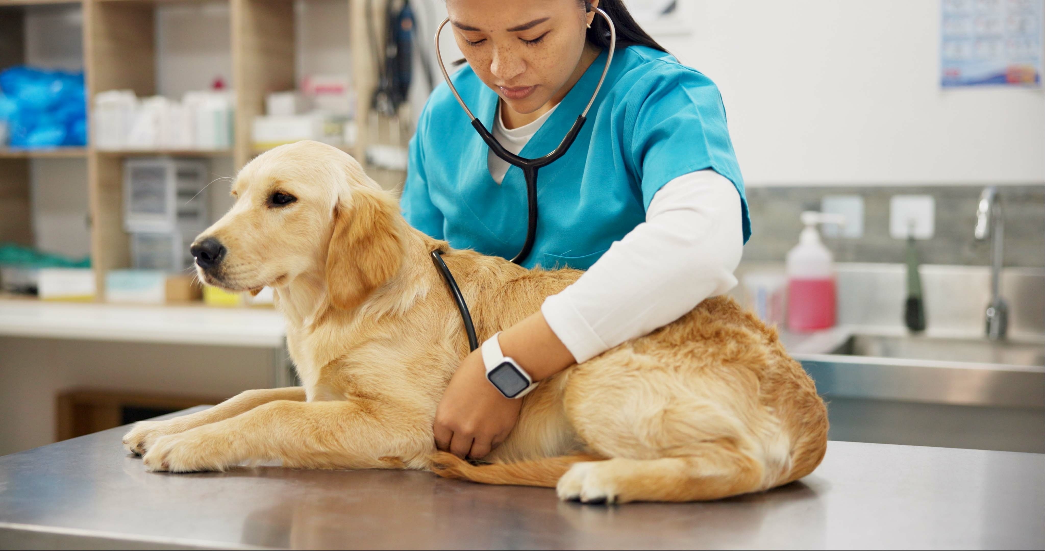 Diarrhea in Pets: Causes, Diagnosis, and Management Diarrhea in Pets: Causes, Diagnosis, and Management